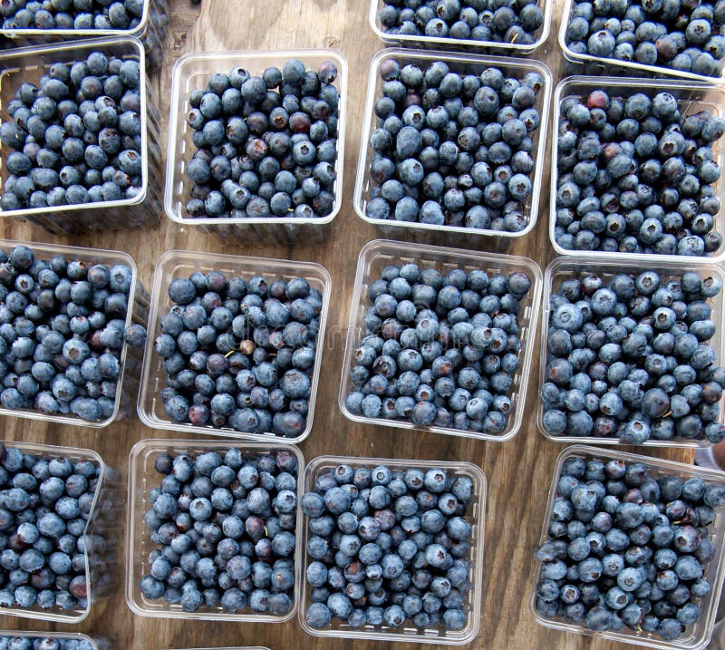 Summer Blueberries stock photo. Image of flavor, nature - 5887678