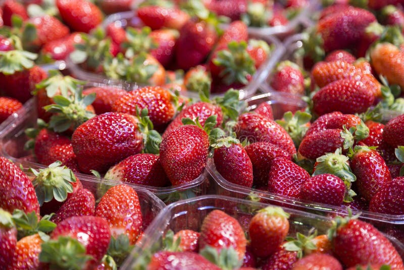 Boxes of Bright Fresh Strawberry Stock Photo - Image of ripe, boxes ...