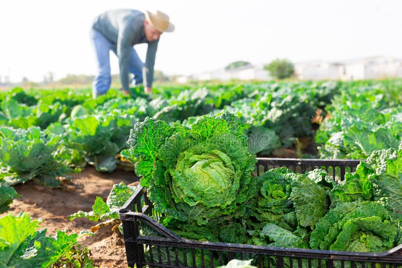 Boxes with Cabbage on the Farm Field Stock Image - Image of rustic ...