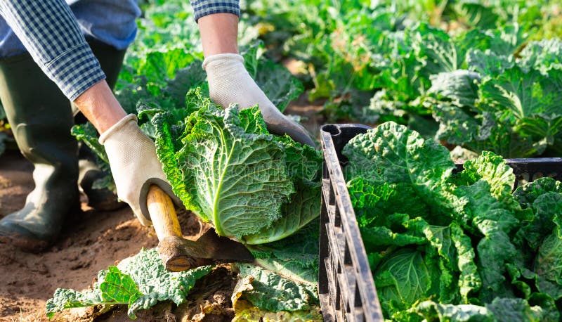 Boxes with Cabbage on the Farm Field Stock Photo - Image of vegetable ...