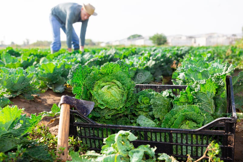 Boxes with Cabbage on the Farm Field Stock Image - Image of green ...