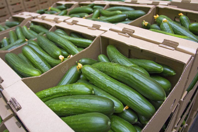 The boxes cucumbers. stock photo. Image of cucumber, growing - 67533992