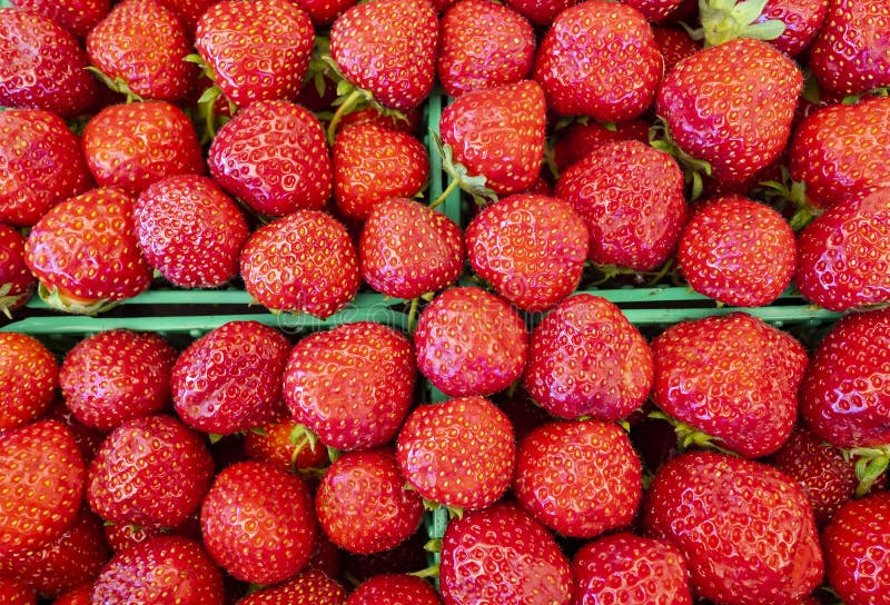 Boxes of Fresh and Juicy Strawberries Stock Photo - Image of fresh ...