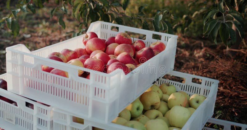 Boxes with Freshly Collected Apples Stand Under a Tree in the Garden ...