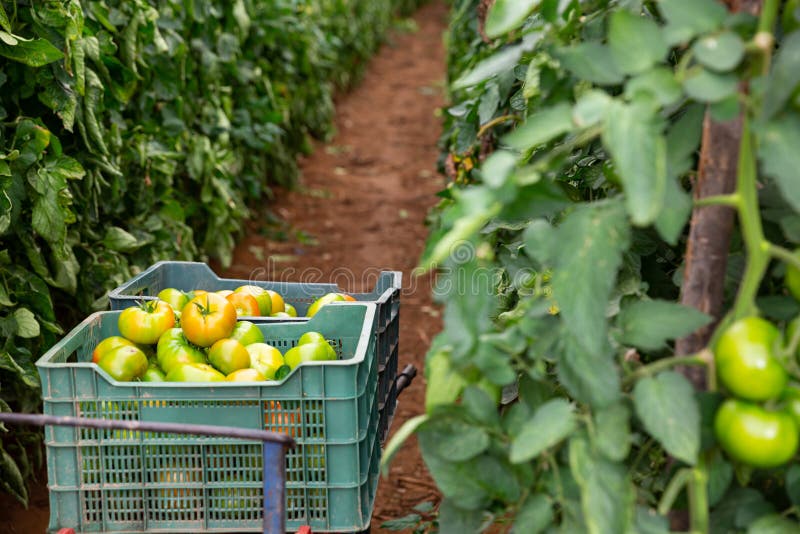 Boxes with Freshly Harvested Green Tomatoes in Hothouse Stock Image ...