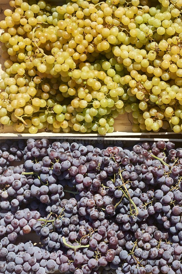 Boxes of grapes stock image. Image of variety, table - 59758337