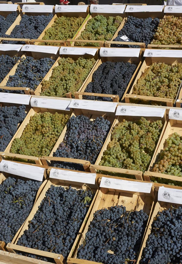 Boxes of grapes stock image. Image of variety, table - 59758337