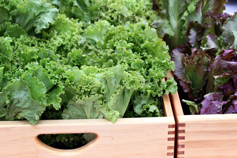 Boxes of Lettuce stock image. Image of grow, organic - 45458931