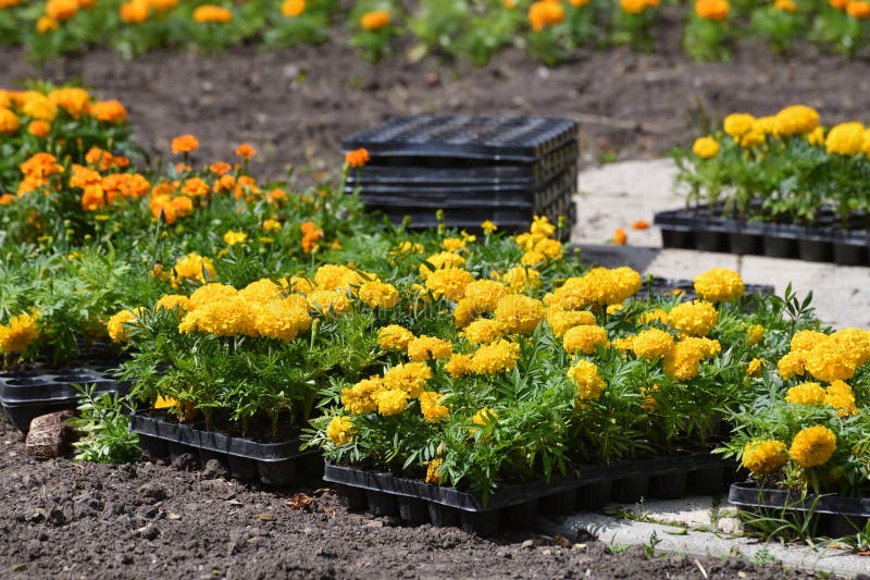 Boxes with Marigolds for Planting in the Ground in a City Flower Bed ...