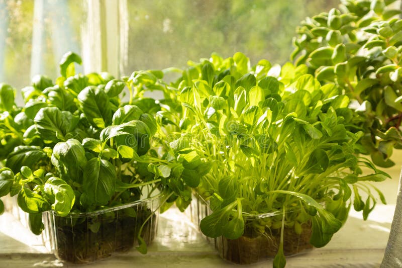 Boxes with Microgreen Sprouts of Lettuce and Basil on White Windowsill ...