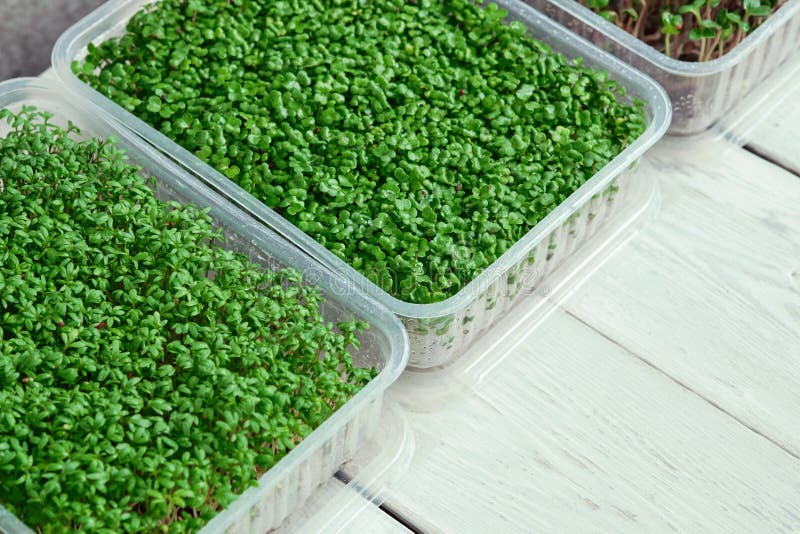 Boxes with Microgreens of Watercress and Broccoli on White Table. Stock ...