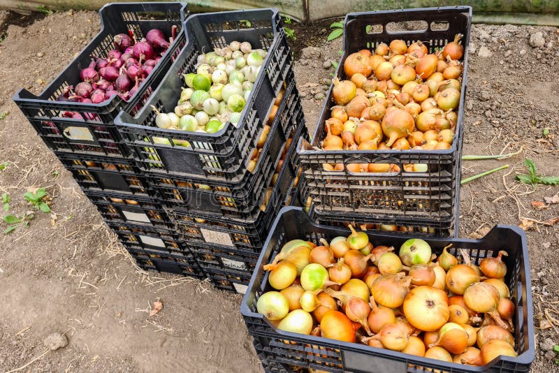 Boxes with Onions of Different Colors on the Farm Field Stock Photo ...