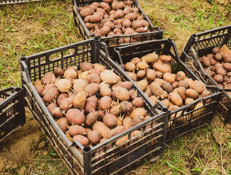 Boxes with potatoes stock photo. Image of garden, brown - 168333470
