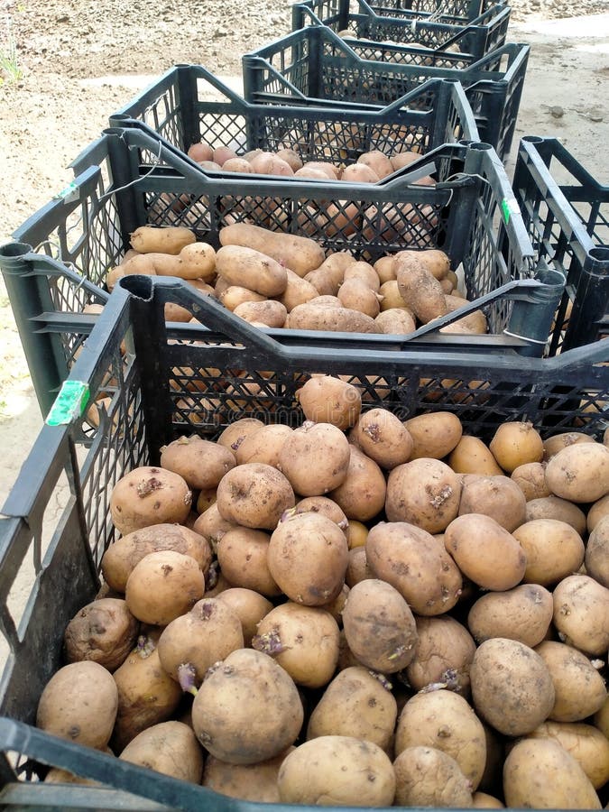 Boxes of Potatoes for Planting for the New Crop Stock Image - Image of ...