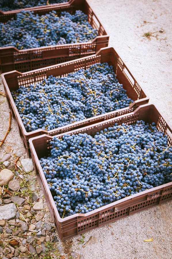 Boxes of red grape stock photo. Image of fresh, vineyard - 100370084