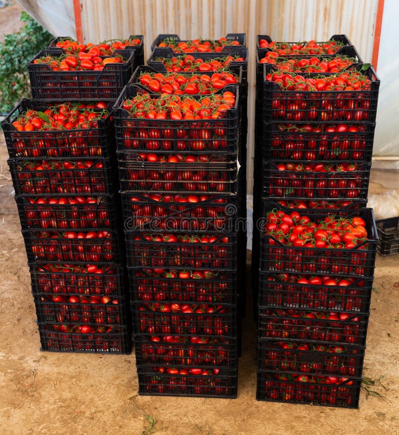 Boxes with Red Tomatoes in Greenhouse Vegetable Store Stock Photo ...
