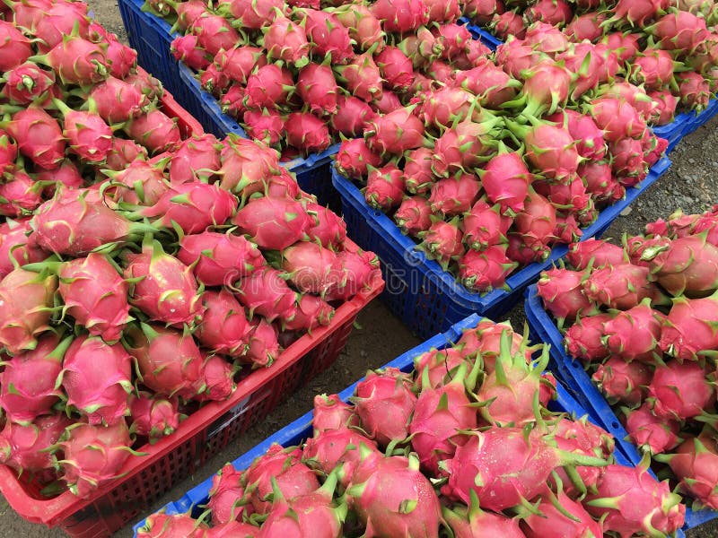 Boxes with Ripe Dragon Fruit Stock Image - Image of agricultural ...