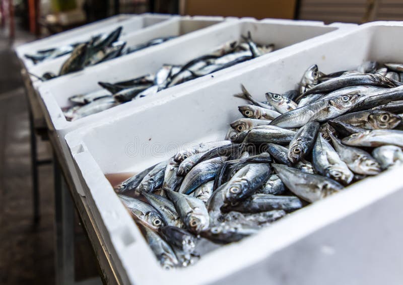 Boxes of sardines stock image. Image of mound, recedes - 37725357