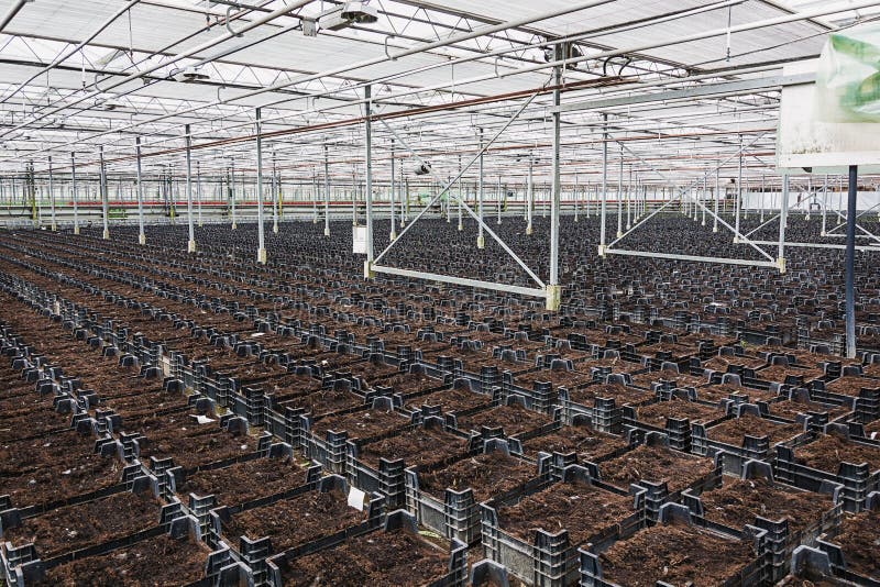 The Boxes with Soil Prepared for Planting. Stock Photo - Image of ...