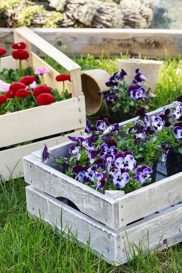 Boxes with Spring Flowers in the Garden. Pansy Flowers and Daisies ...