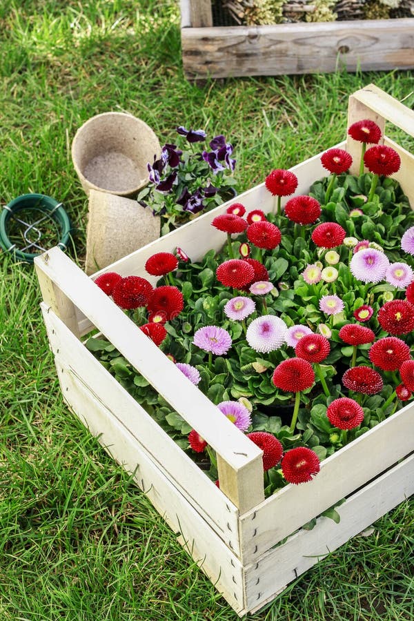 Boxes with Spring Flowers in the Garden Stock Image - Image of garden ...