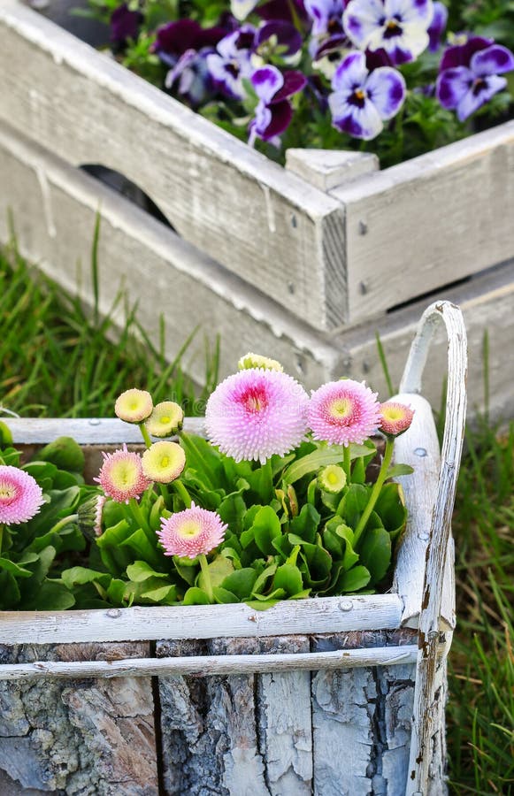 Boxes with Spring Flowers in the Garden. Wooden Box with Daisies Stock ...