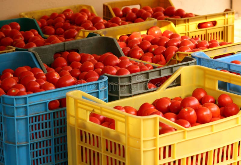 Boxes of tomatoes stock photo. Image of fresh, storage - 37721884