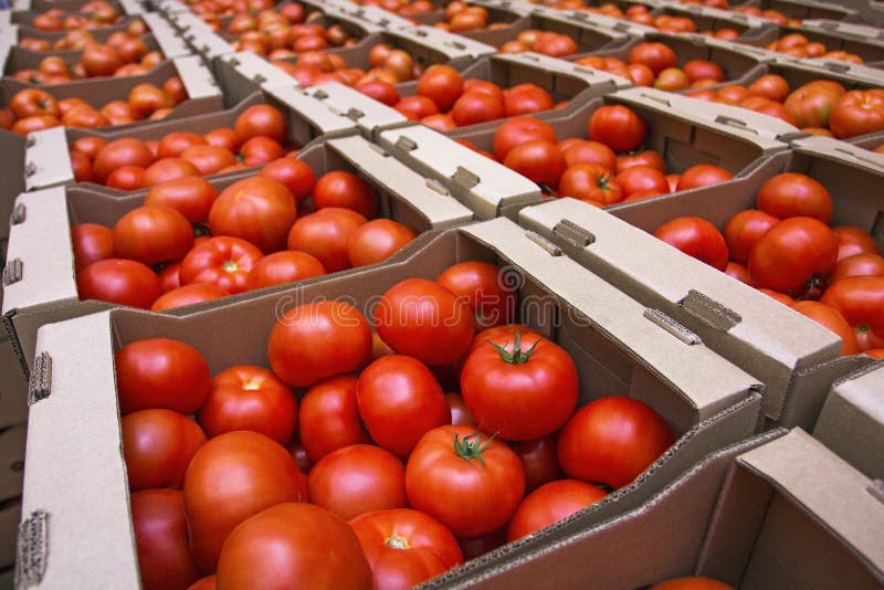 The boxes tomatoes stock photo. Image of cultivate, glasshouse - 67532728