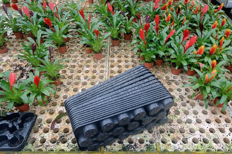 Boxes for the Transport of Flowers Stock Image - Image of garden ...