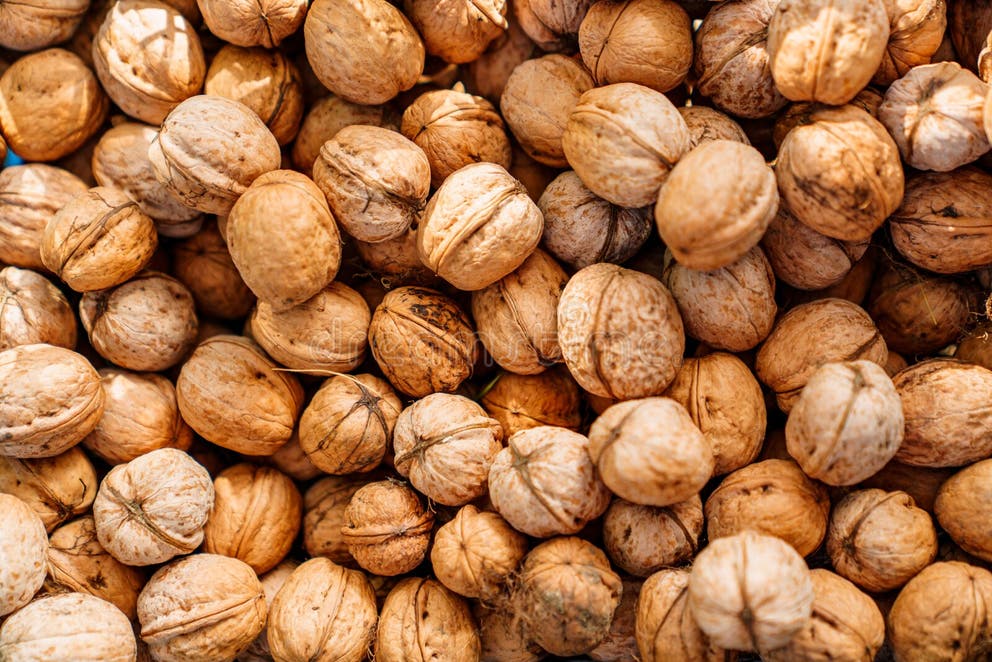 Boxes of Walnuts. Harvesting Nuts on the Farm. Stock Photo - Image of ...