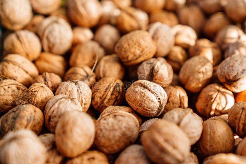 Boxes of Walnuts. Harvesting Nuts on the Farm. Stock Photo - Image of ...