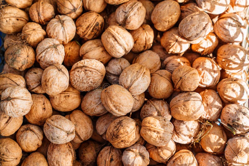 Boxes of Walnuts. Harvesting Nuts on the Farm. Stock Image - Image of ...