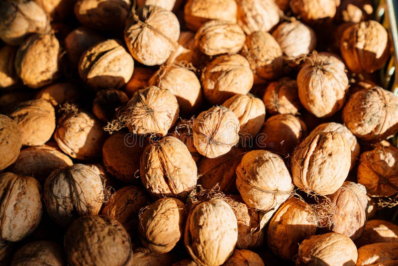 Boxes of Walnuts. Harvesting Nuts on the Farm. Stock Image - Image of ...