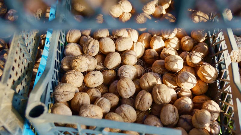 Boxes of Walnuts. Harvesting Nuts on the Farm. Stock Footage - Video of ...