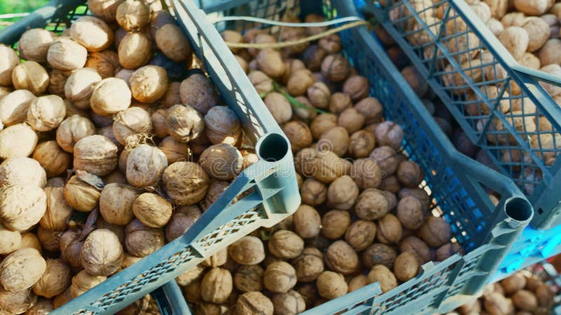 Boxes of Walnuts. Harvesting Nuts on the Farm. Stock Footage - Video of ...