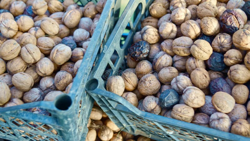 Boxes of Walnuts. Harvesting Nuts on the Farm. Stock Footage - Video of ...