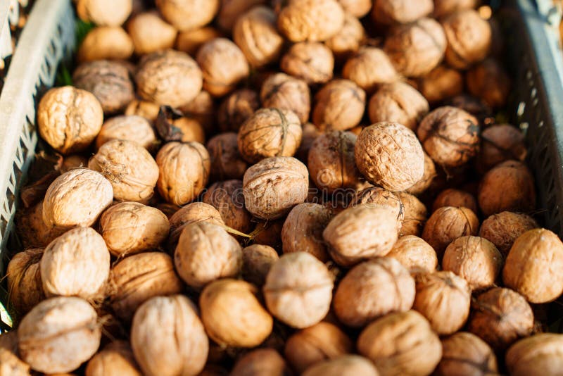 Boxes of Walnuts. Harvesting Nuts on the Farm. Stock Image - Image of ...
