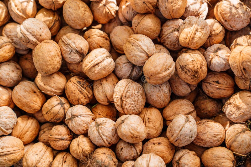 Boxes of Walnuts. Harvesting Nuts on the Farm. Stock Image - Image of ...