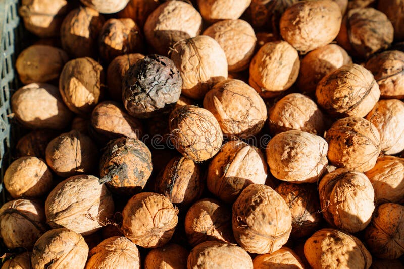 Boxes of Walnuts. Harvesting Nuts on the Farm. Stock Photo - Image of ...