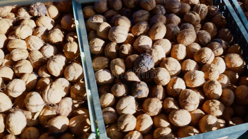 Boxes of Walnuts. Harvesting Nuts on the Farm. Stock Footage - Video of ...