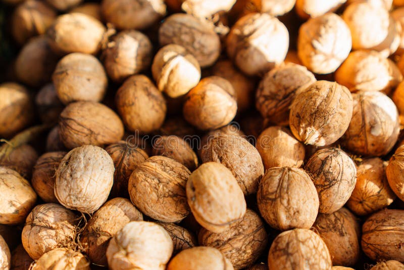 Boxes of Walnuts. Harvesting Nuts on the Farm. Stock Photo - Image of ...
