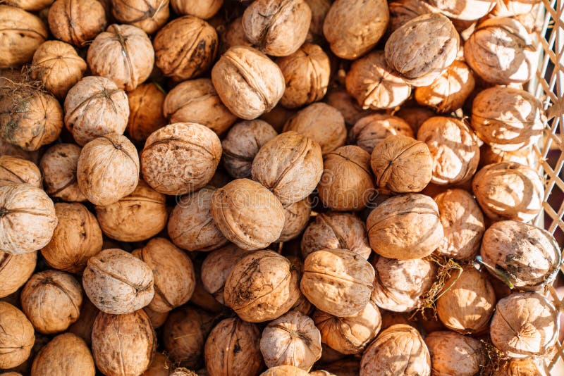 Boxes of Walnuts. Harvesting Nuts on the Farm. Stock Image - Image of ...