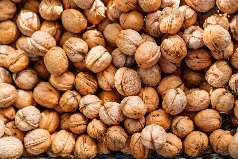 Boxes of Walnuts. Harvesting Nuts on the Farm. Stock Photo - Image of ...