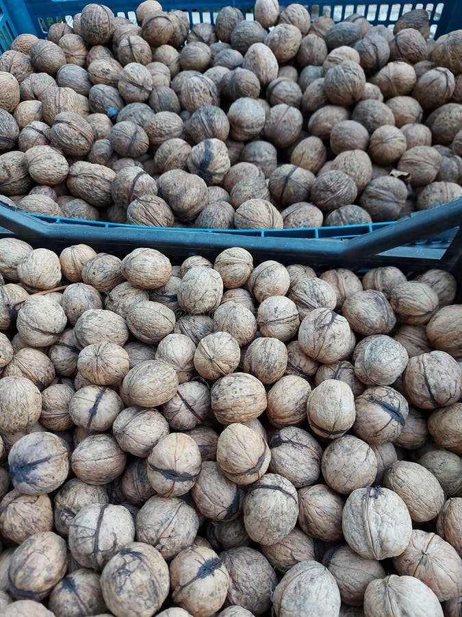Boxes of Walnuts. Storage and Sorting of Nut Crops on the Farm Stock ...