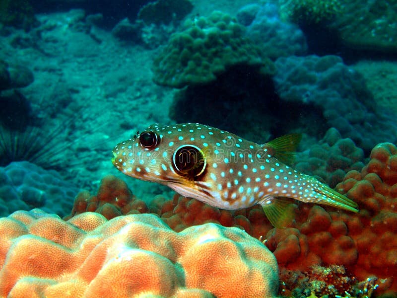 Boxfish stock image. Image of dive, tropic, water, underwater - 20819165