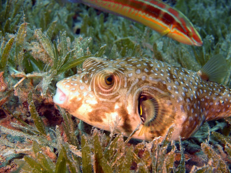 Boxfish стоковое изображение. изображение насчитывающей природа - 27369523