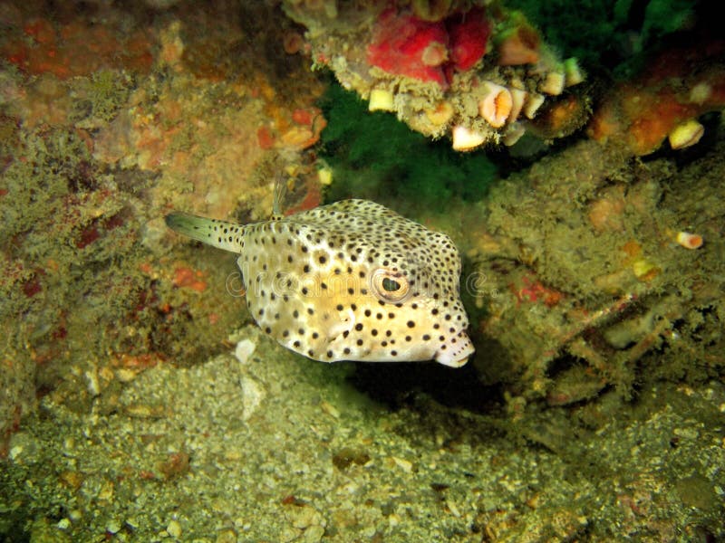 Cube Boxfish stock photo. Image of marine, dream, reef - 1228758