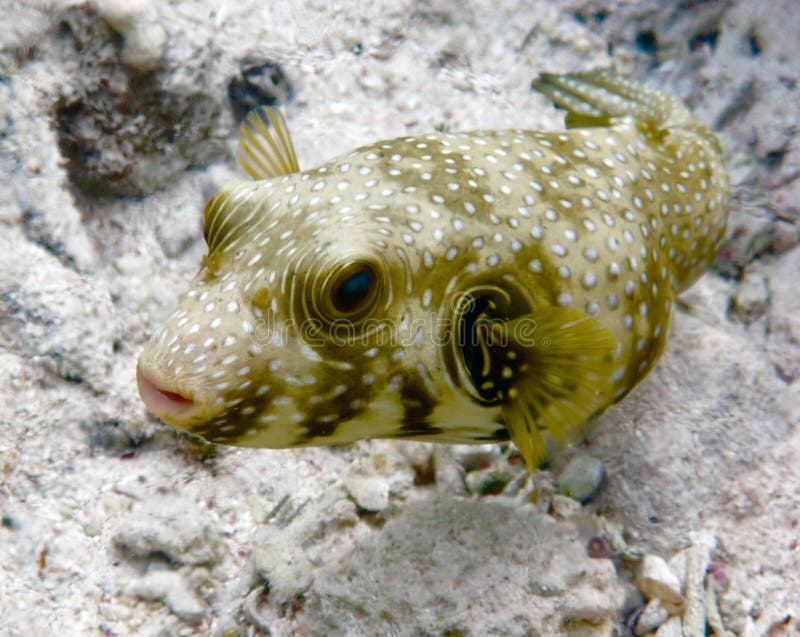 Boxfish stock image. Image of reef, aquatic, dive, black - 7695609