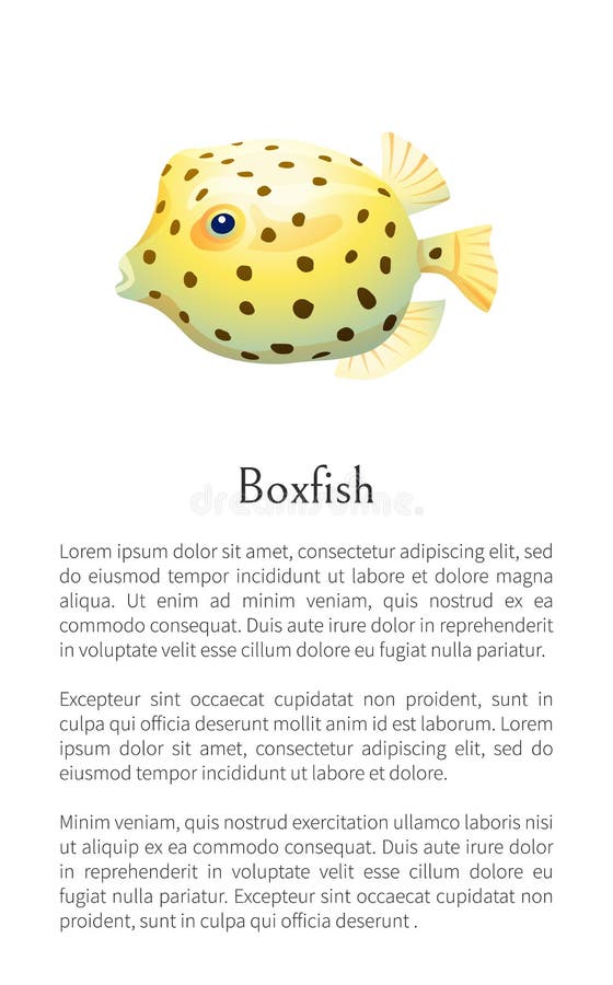 Boxfish stock vector. Illustration of animal, drawing - 45686114