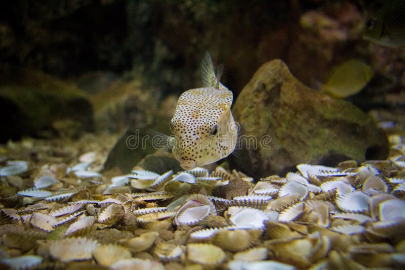 Boxfish stock photo. Image of cofferfish, cubicus, puffer - 56236598